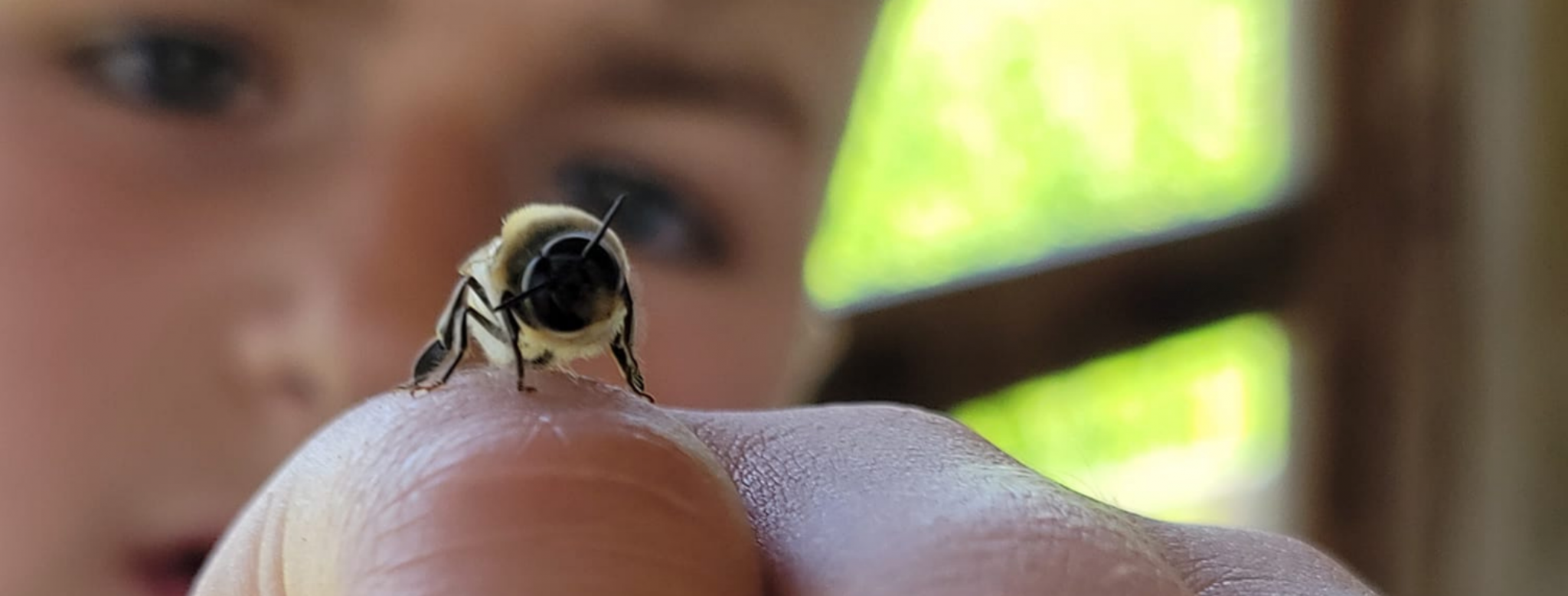Honey & Bee Deck – BeeWeaver Honey Farm