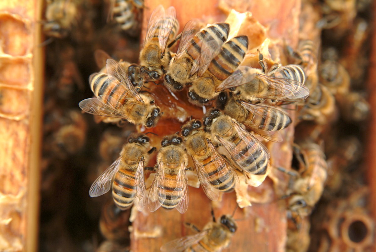 Add Honey Bees, Reduce Your Texas Property Taxes – BeeWeaver Honey Farm