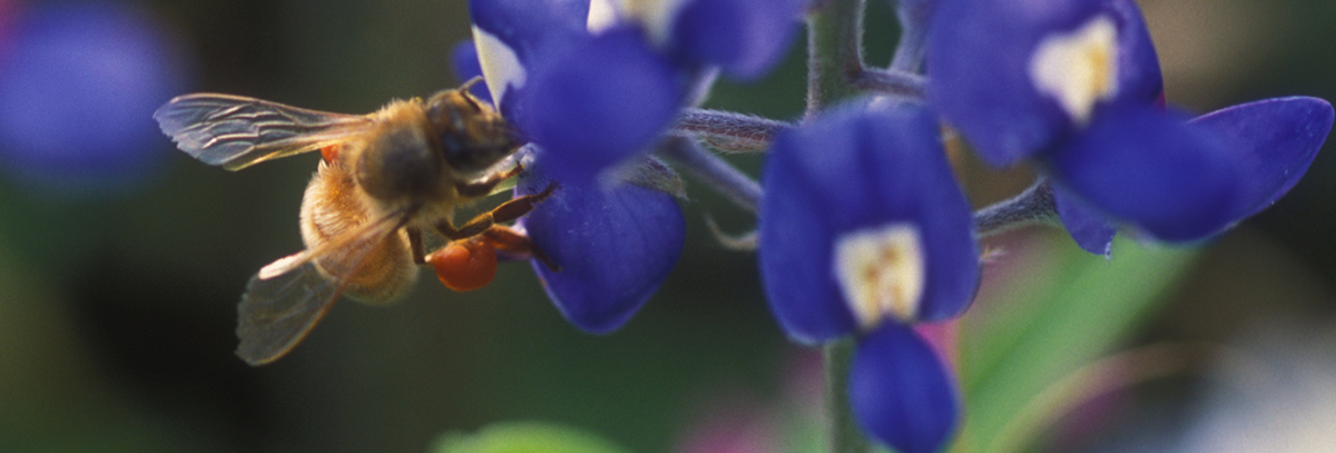 BeeWeaver Breed – BeeWeaver Honey Farm