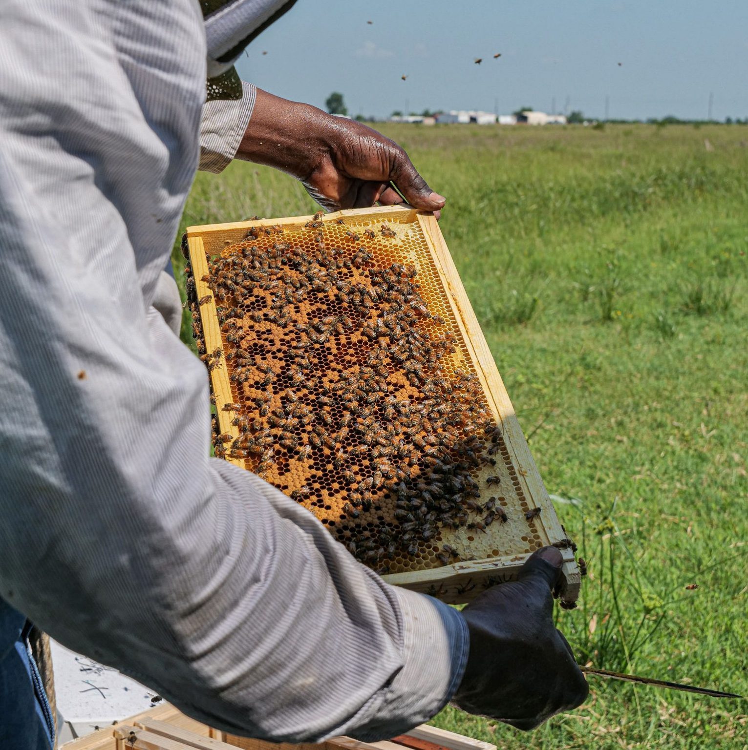 BeeWeaver Honey Farm